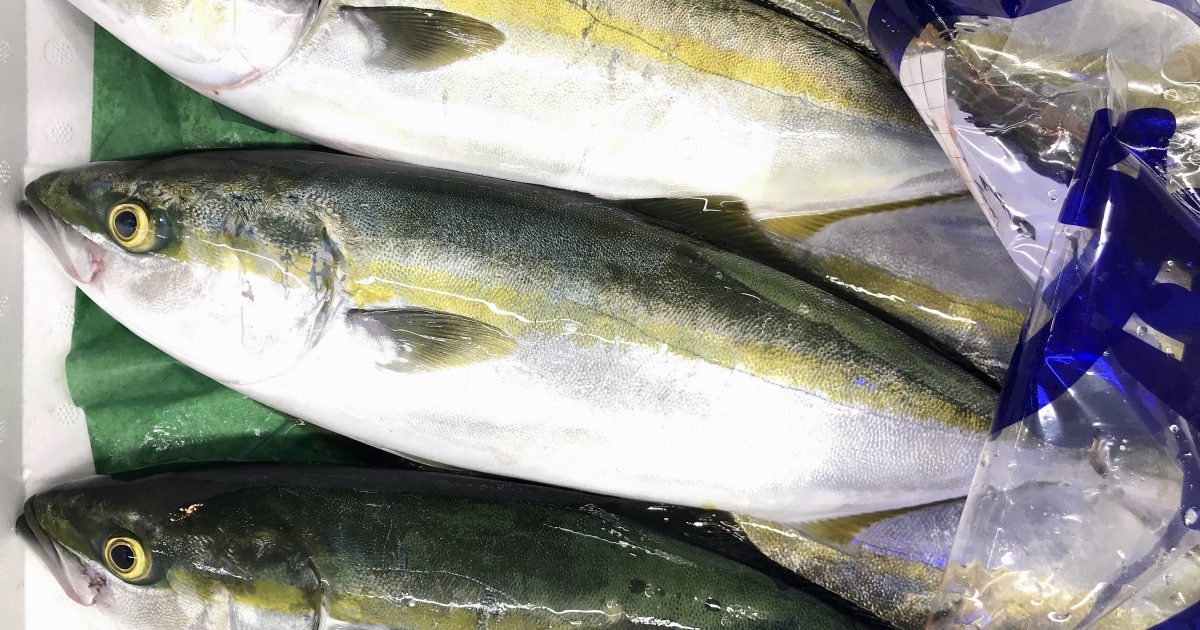 天然ツバス｜おさかな新着情報｜本場ナビ -大阪市水産物卸協同組合-｜もっと見やすく、仕入れやすく