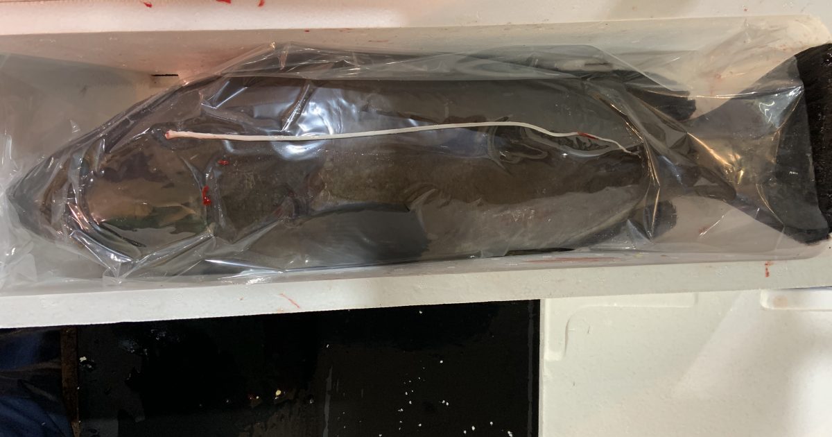 クエと神経 ️｜おさかな新着情報｜本場ナビ -大阪市水産物卸協同組合-｜もっと見やすく、仕入れやすく